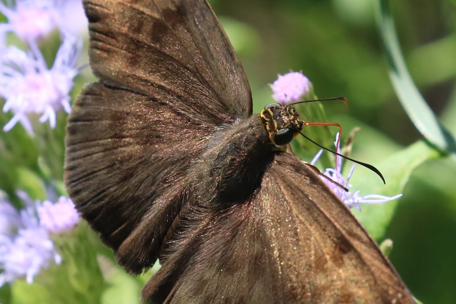 Rio Grande Valley Butterflies: National Butterfly Center, 10/17/17
