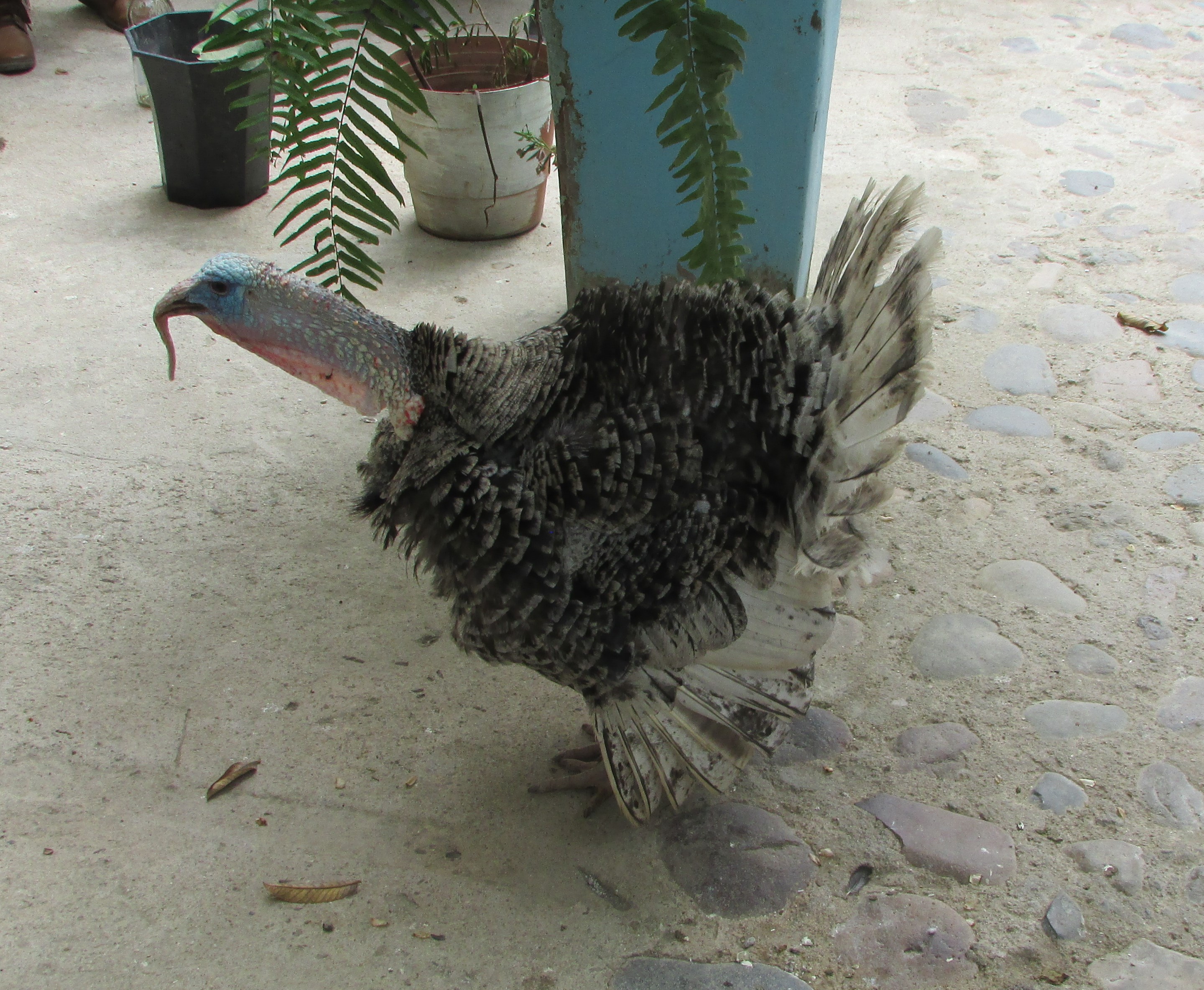 Chicken With No Feathers On Its Neck In Mexico