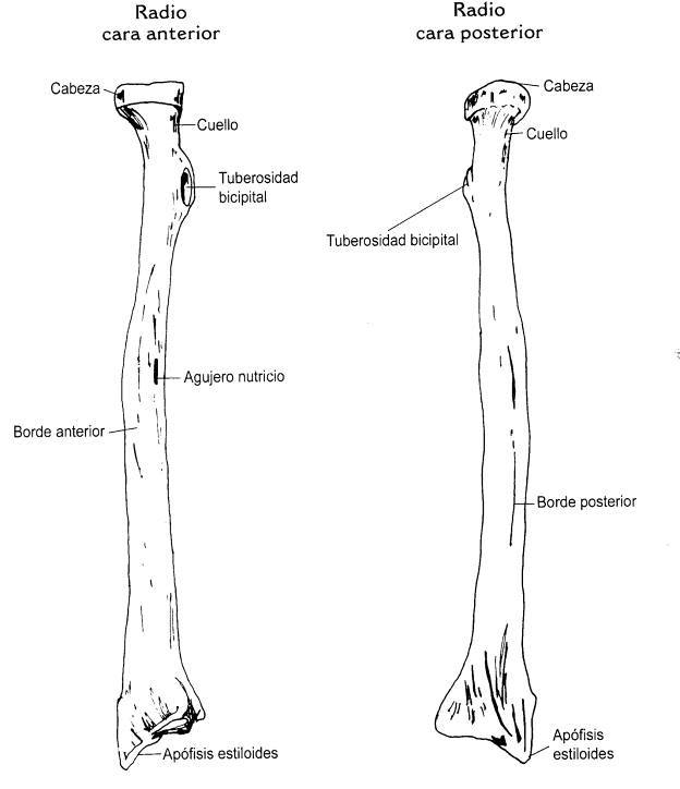 ANATOMIA FUNCIONAL: OSTEOLOGIA- Miembro Superior : Humero - Cubito - Radio