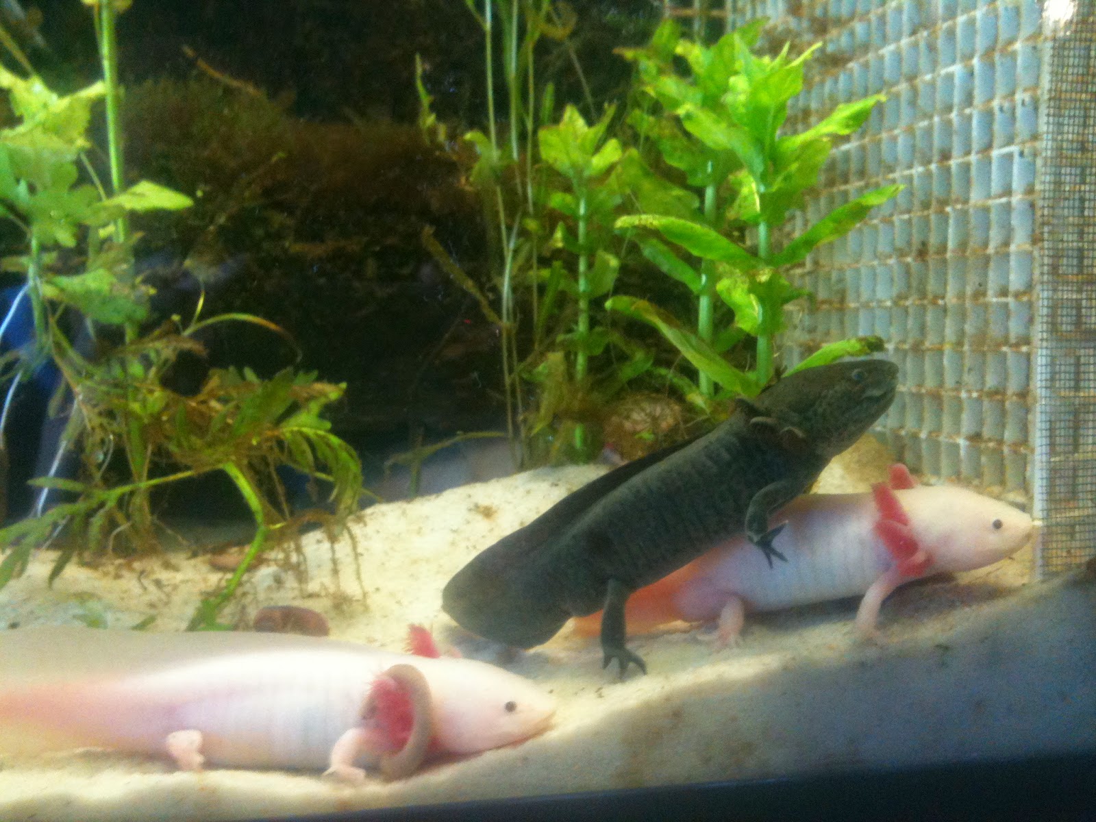 Finatics Tropical Fish : What is an Axolotl, anyway? By: Ashley Moore