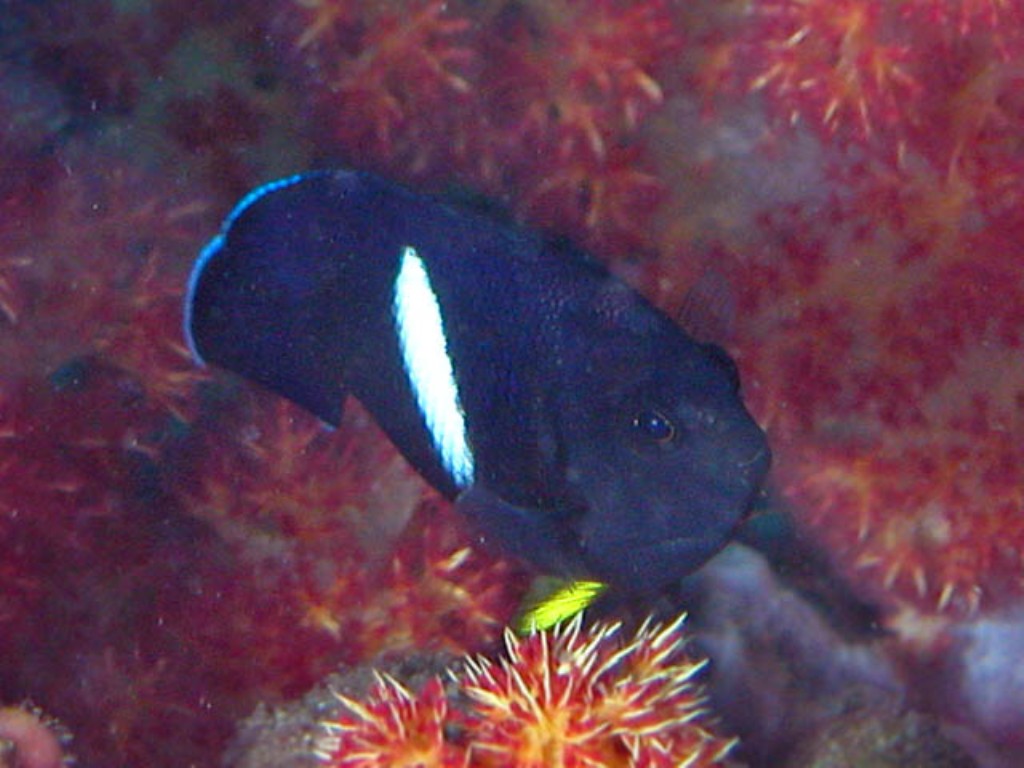 Fish Pictures: Keyhole angelfish - Centropyge tibicens