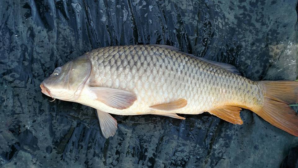 Michigan Carp Fishing Blog: Lake Erie Carp Fishing