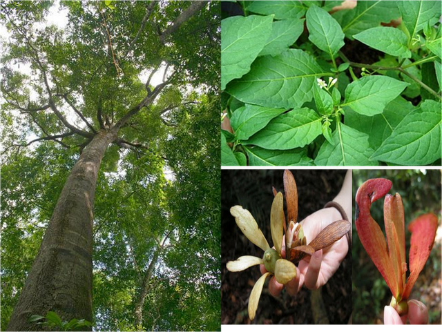 Azka Aka Ryuu: Pohon Meranti (Shorea .sp)