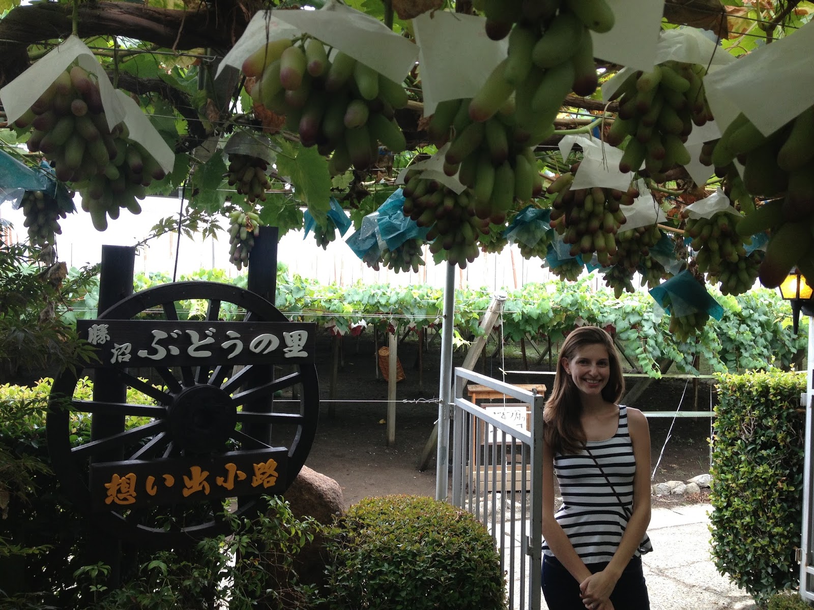 My Longest Story, Short. : Katsunuma Grape Farm in Yamanashi Prefecture