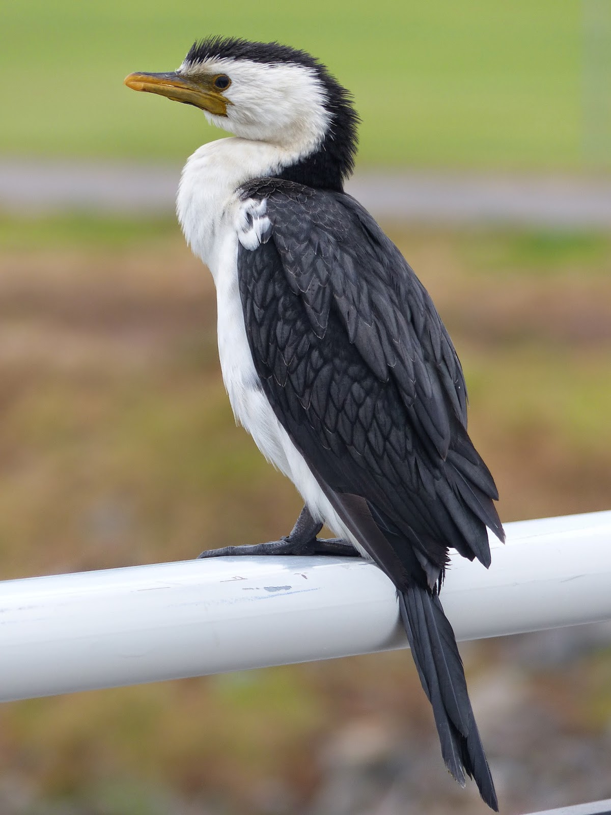monique's mess: Torrens River Birds
