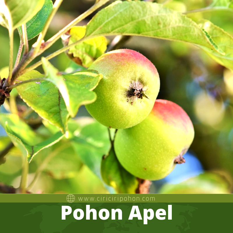 Mengetahui Pedoman Penanaman dan Budidaya Pohon Apel - Ciriciripohon.com