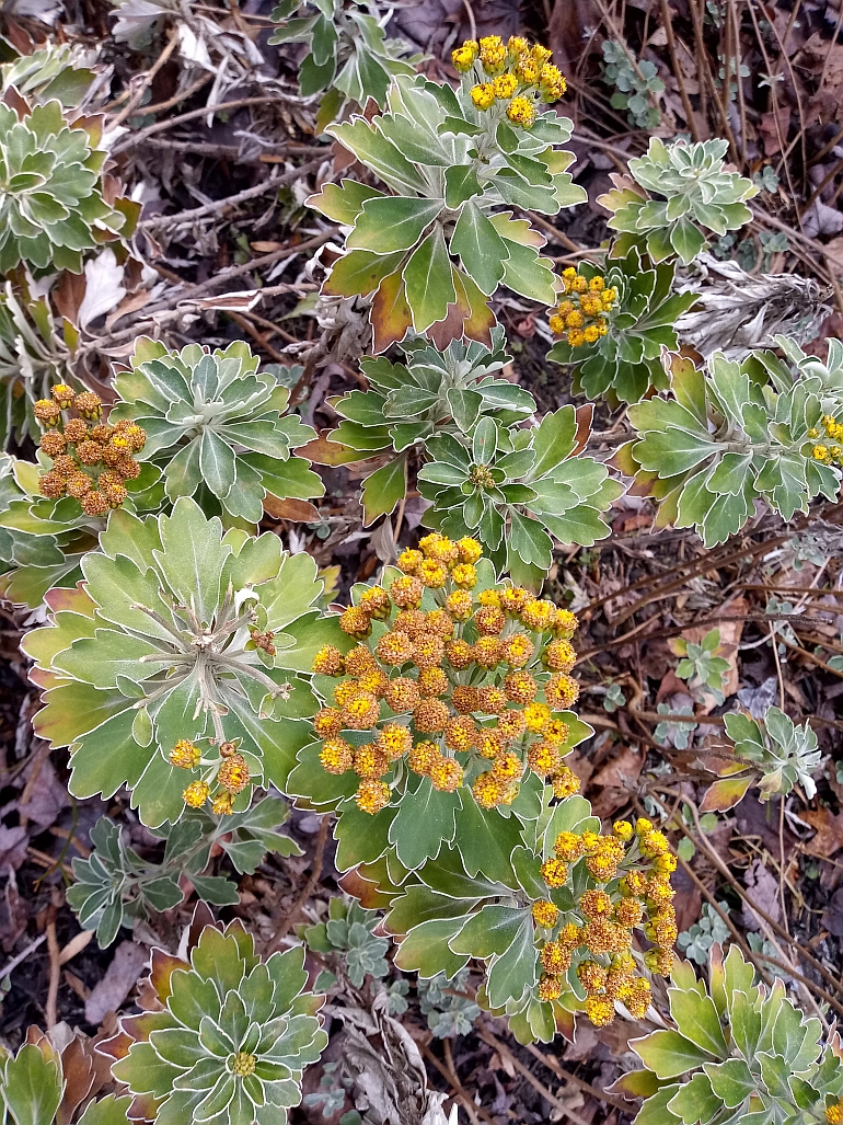 Future Plants by Randy Stewart: Ajania