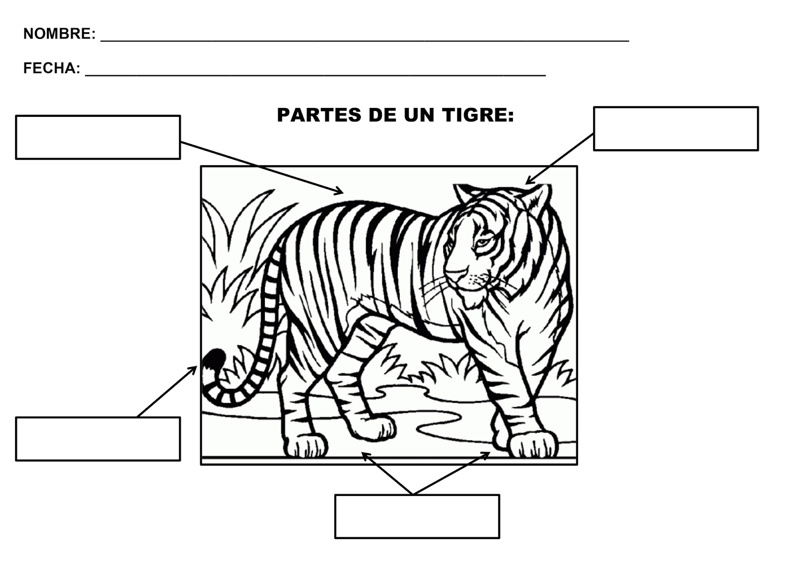 Trabajando con personitas: ¿Cuáles son las partes del TIGRE?