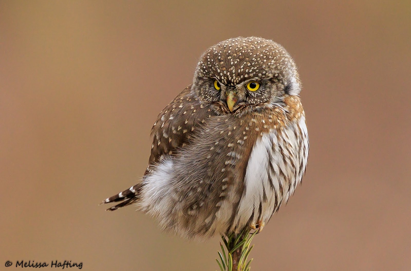 The many faces of a Northern Pygmy-Owl