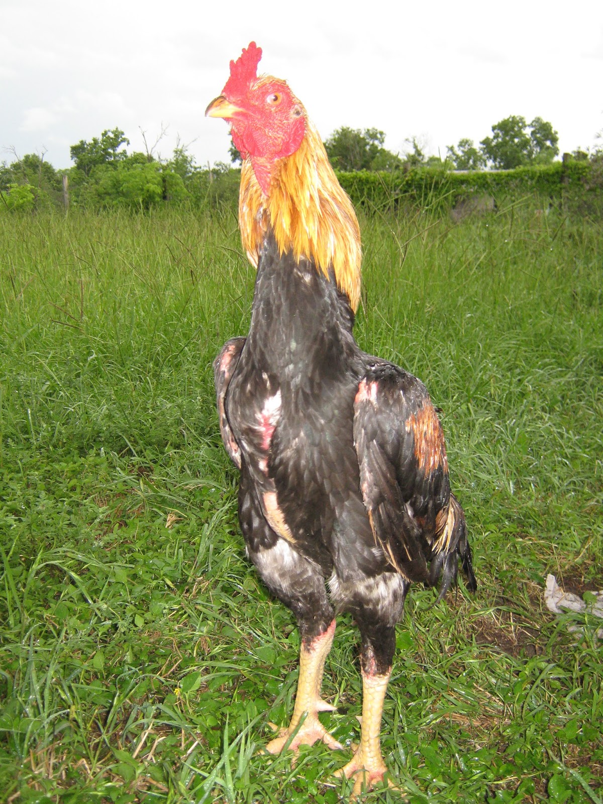 Everything Under the Sun.: Saipan Jungle Fowl