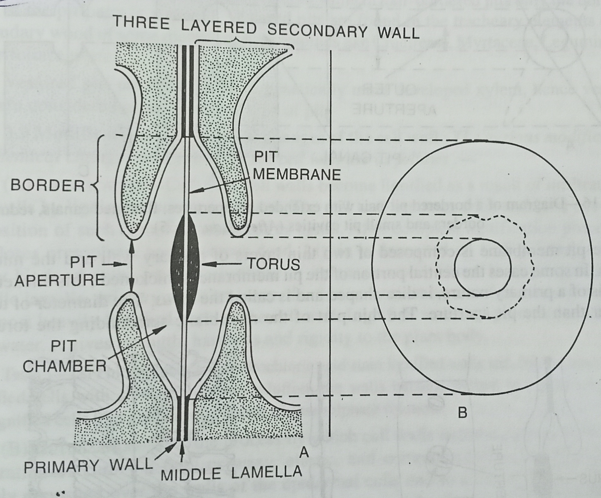 Primary pit-fields, pits and types of pits-digieduco