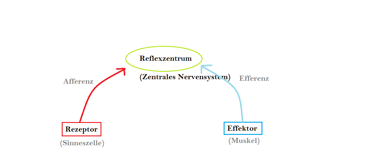 Die Denkstube: 12/2 bio: Ethologie