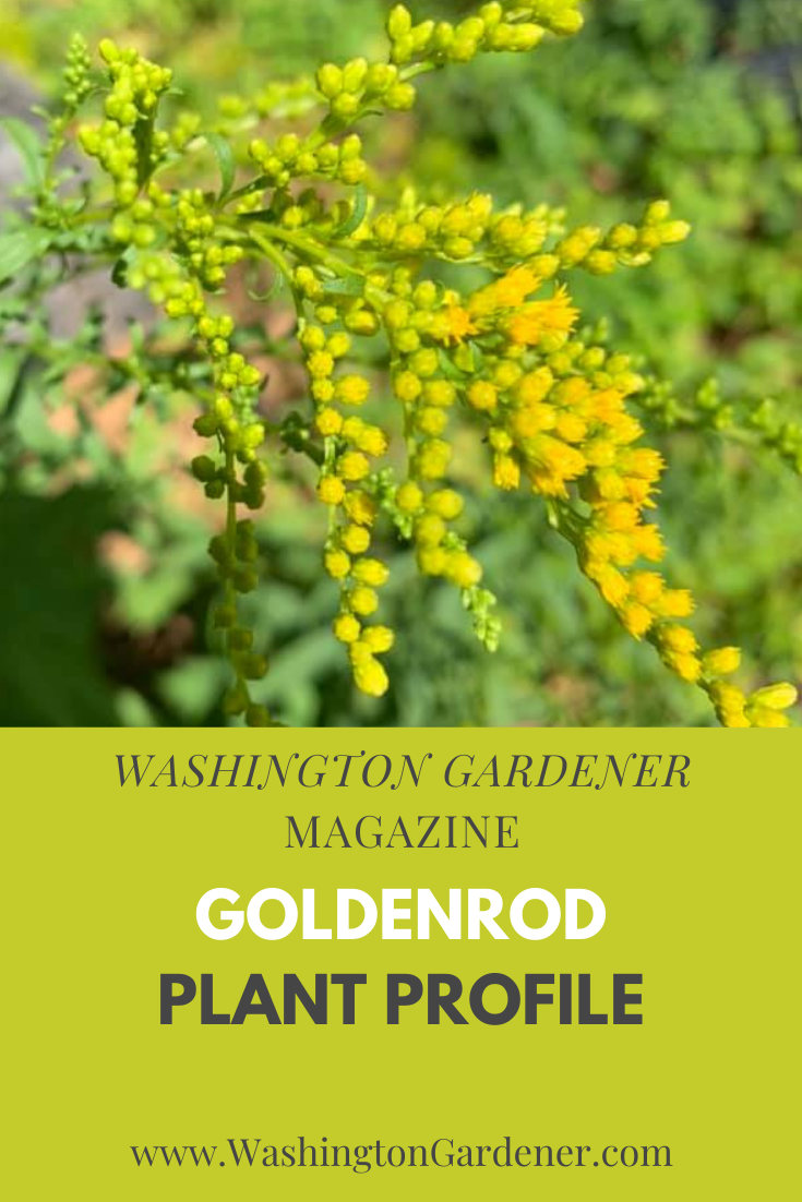 WashingtonGardener: Plant Profile: Goldenrod (Solidago sp.).
