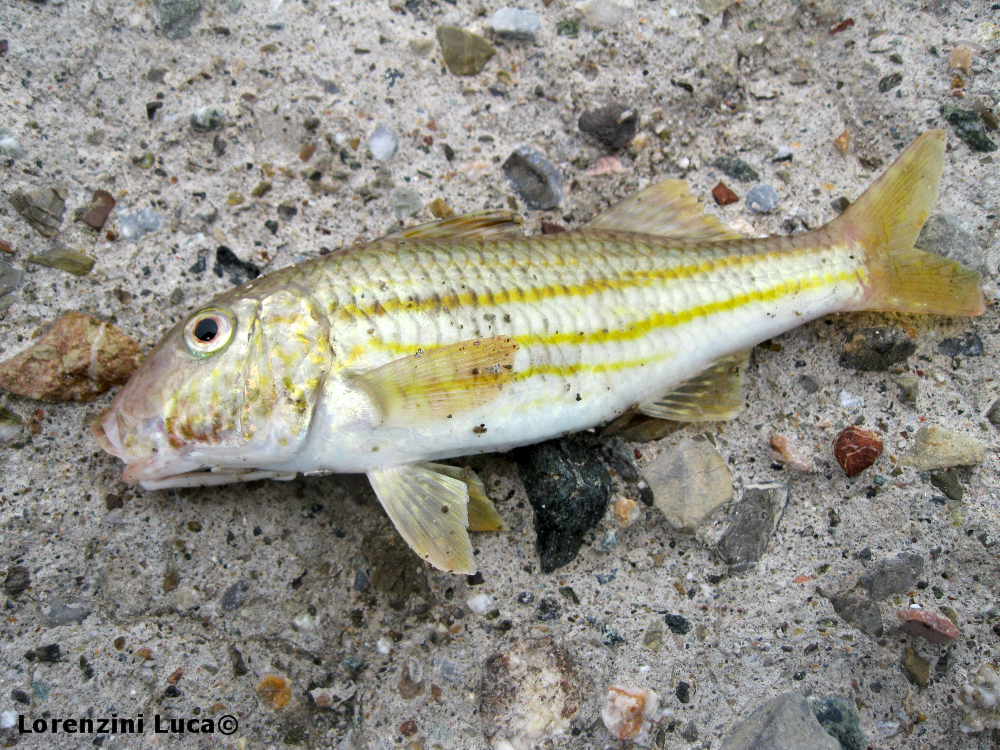 Saltwater Spinning: Un'altra Specie: la Triglia di Scoglio