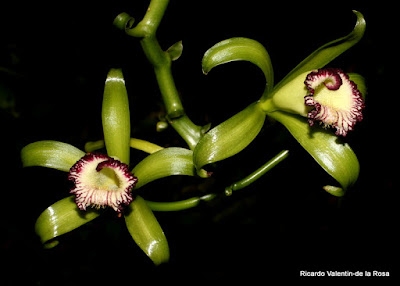 Ricardo's Blog, : Vanilla poitaei Rchb. f. 1877 "in situ",