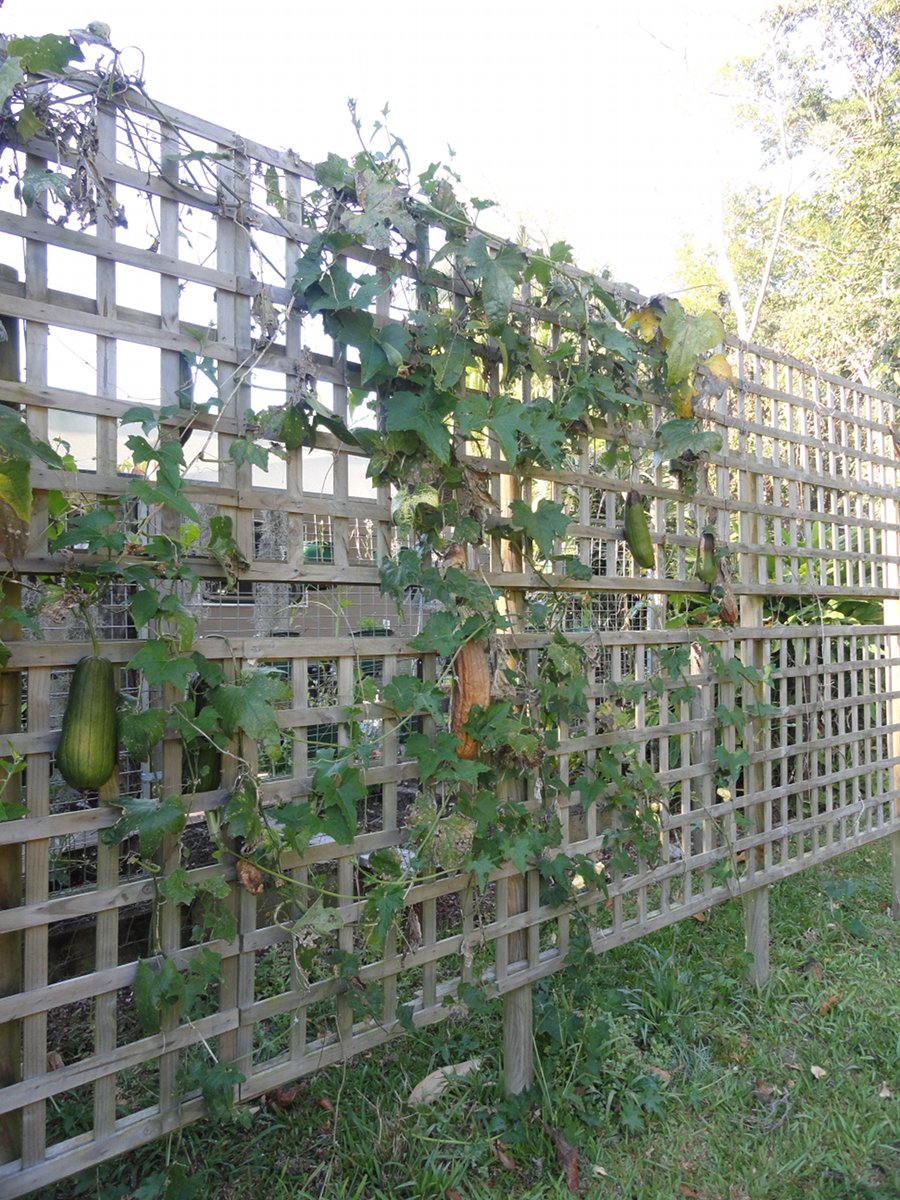 Growing and harvesting loofahs | down to earth