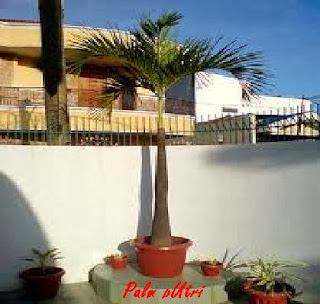 Palem putri | Pohon palm putri | contoh foto palm putri | Tukang Taman