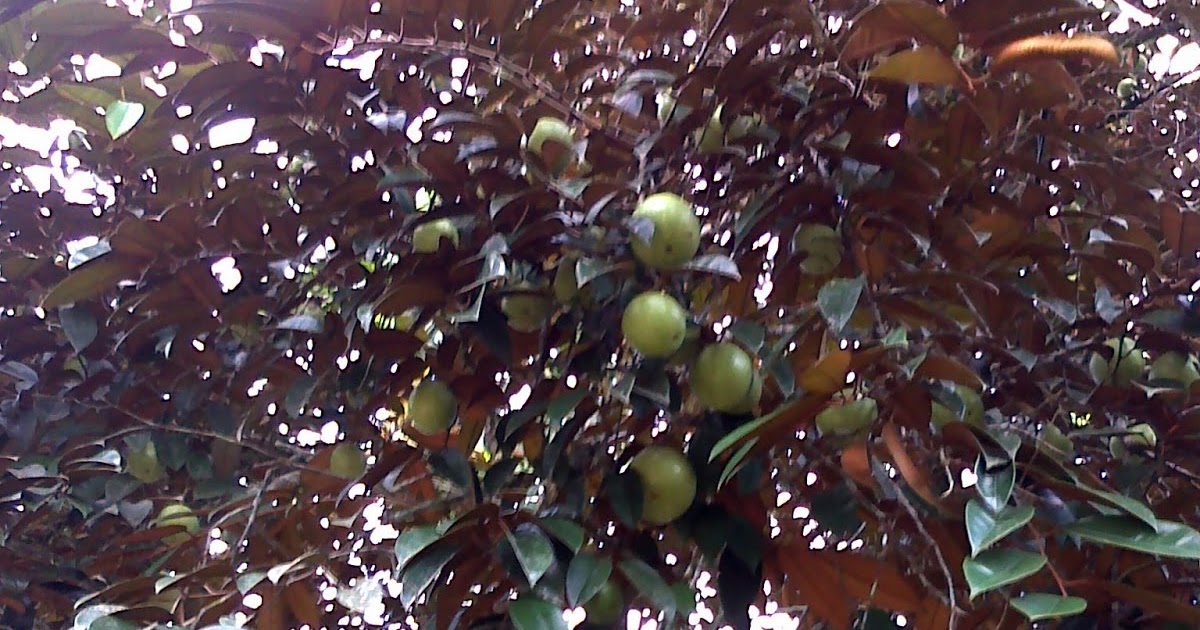 DALAM BENAK HATI: Manfaat Buah Kenitu