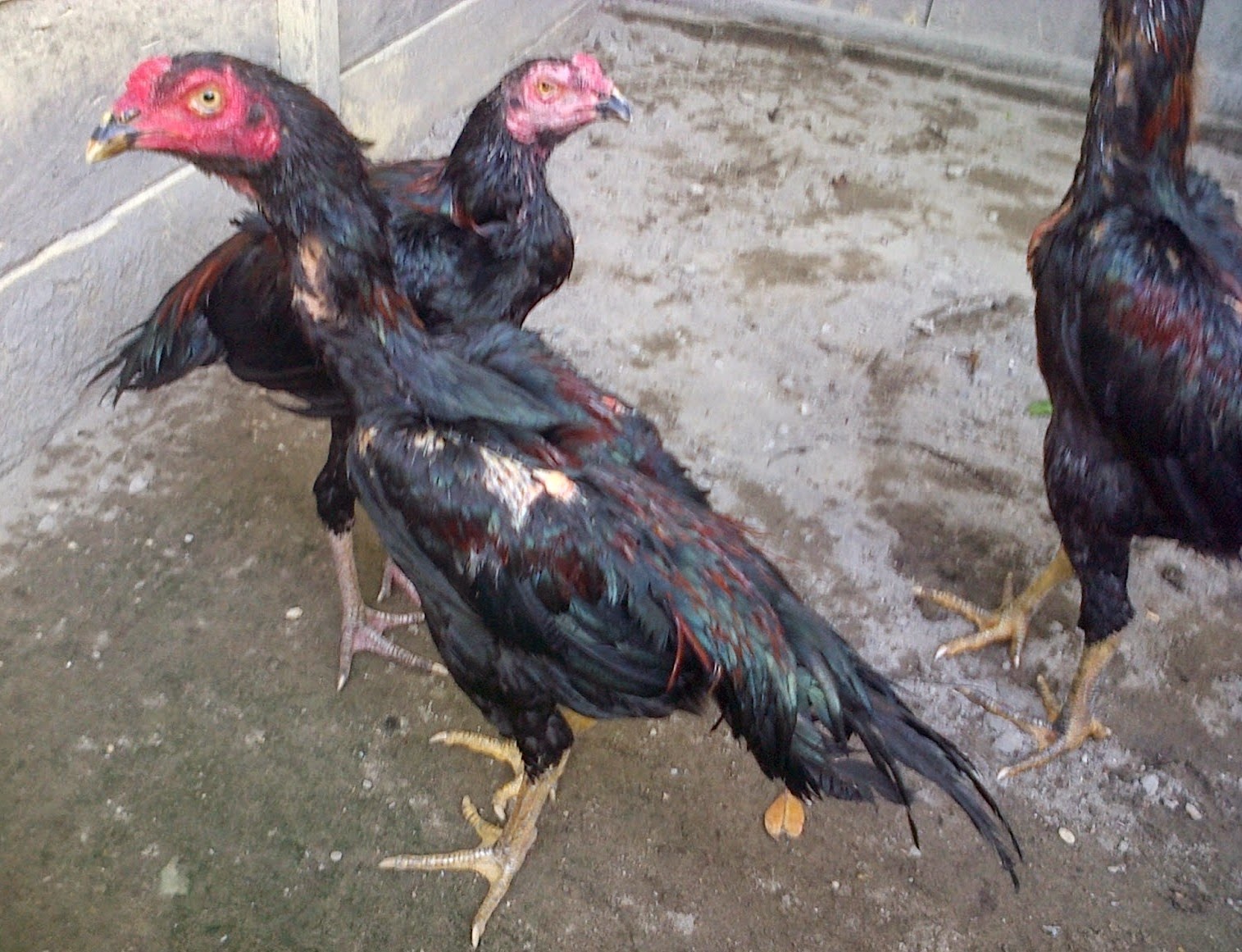 MENGETAHUI TRIK MEMILIH ANAK AYAM | Berbagai Macam Ayam