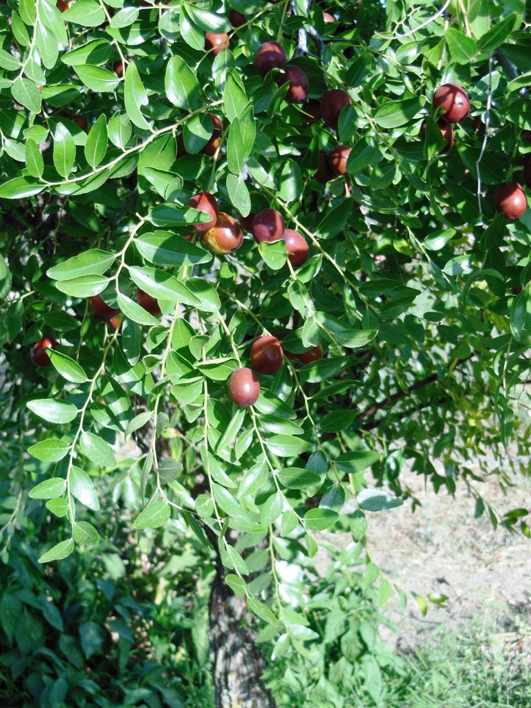 No le digas a mi madre que estoy haciendo fotos: Azufaifa, fruto del ...