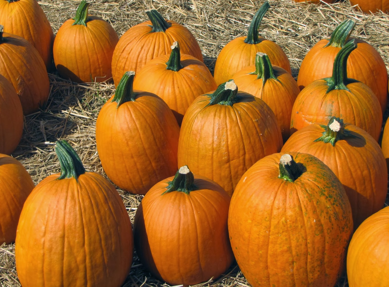 Pumpkin Season