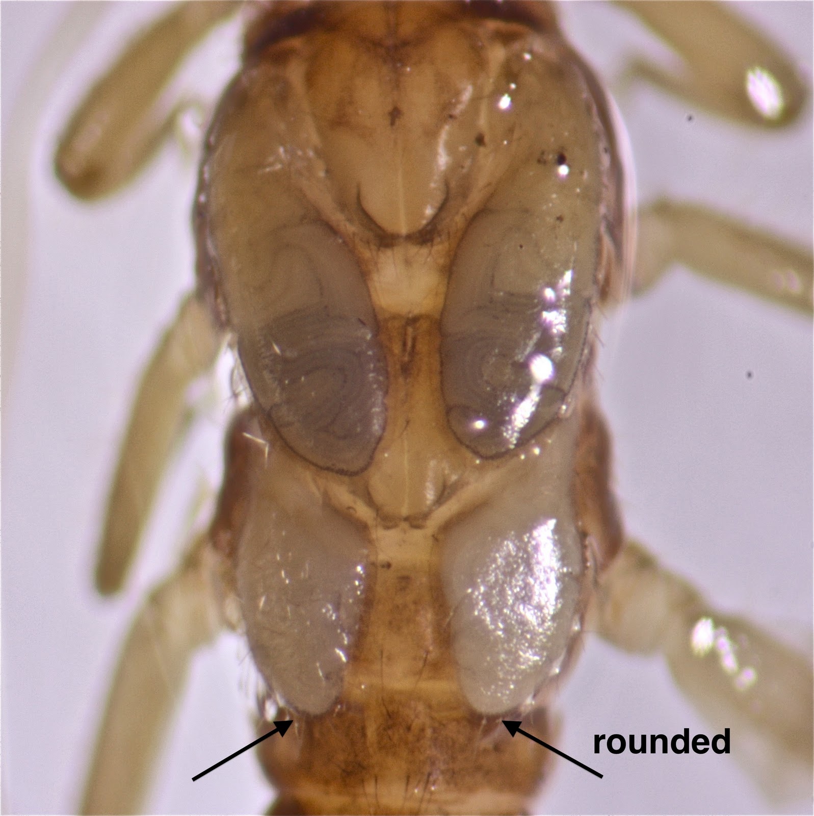 Aquatic Insects of Central Virginia: New Stream: New Genus of Small ...