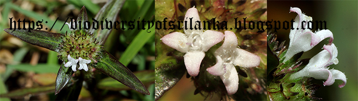 Biodiversity of Sri Lanka: Woodland false buttonweed (Spermacoce remota ...