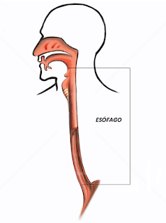 MAS VERDE MANZANA: ANATOMÍA DEL ESÓFAGO