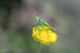 Objetivo: Naturaleza Viva: Mantis saltadora (Apteromantis aptera)