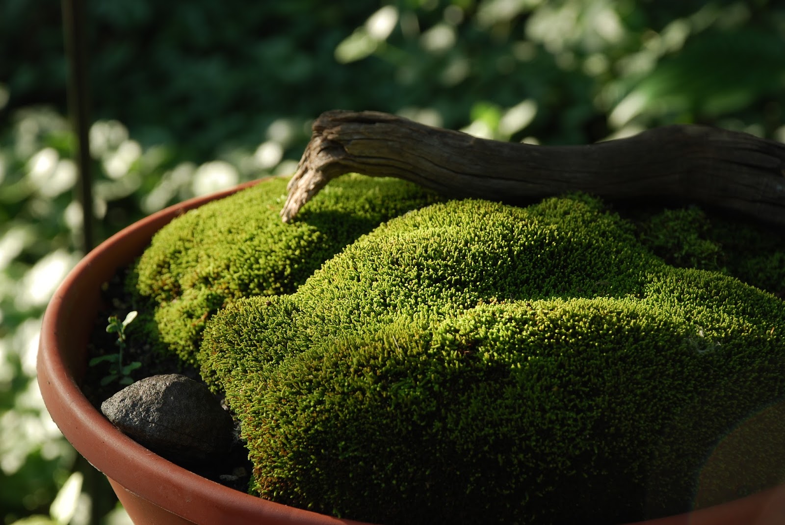 Rotary Botanical Gardens - Hort Blog: Mosses In Containers