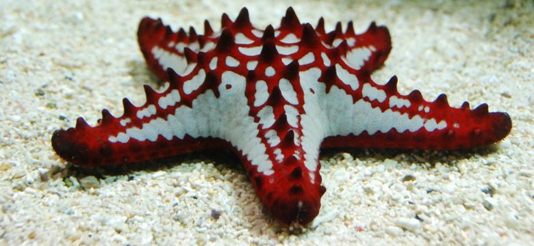 'ZIEN EN WETEN': STEKELHUIDIGEN. WAT ZIJN DAT?