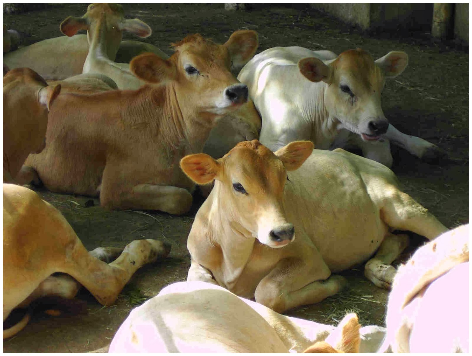 Generalidades de la Ganadería Bovina.: Carora