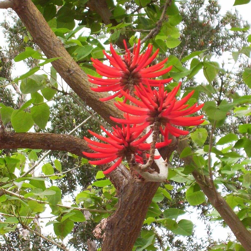 MULUNGU LEAVES (ERYTHRINA MULUNGU) - Agrapana Go Export