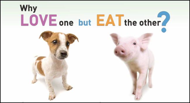 The Mint Bunny: A Visual Guide to Animal Equality