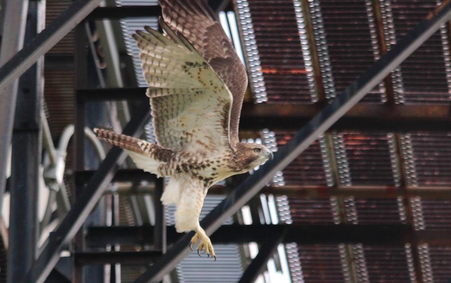 Hawkwatch at the Franklin Institute: Happy hawks!