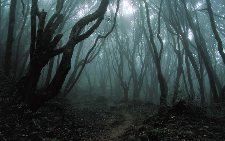 Aokigahara ¿El bosque siniestro? | JAPANÍSIMO BLOG