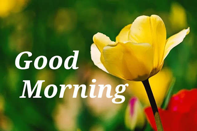 Top 10 Good Morning Images greating Pictures,Photos for Whatsapp ...