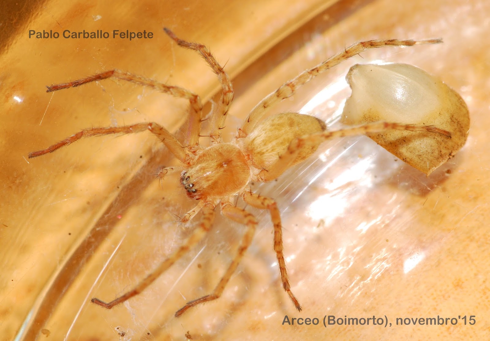 Páxinas entomolóxicas: A araña zoadora: araña europea do ano que se despide