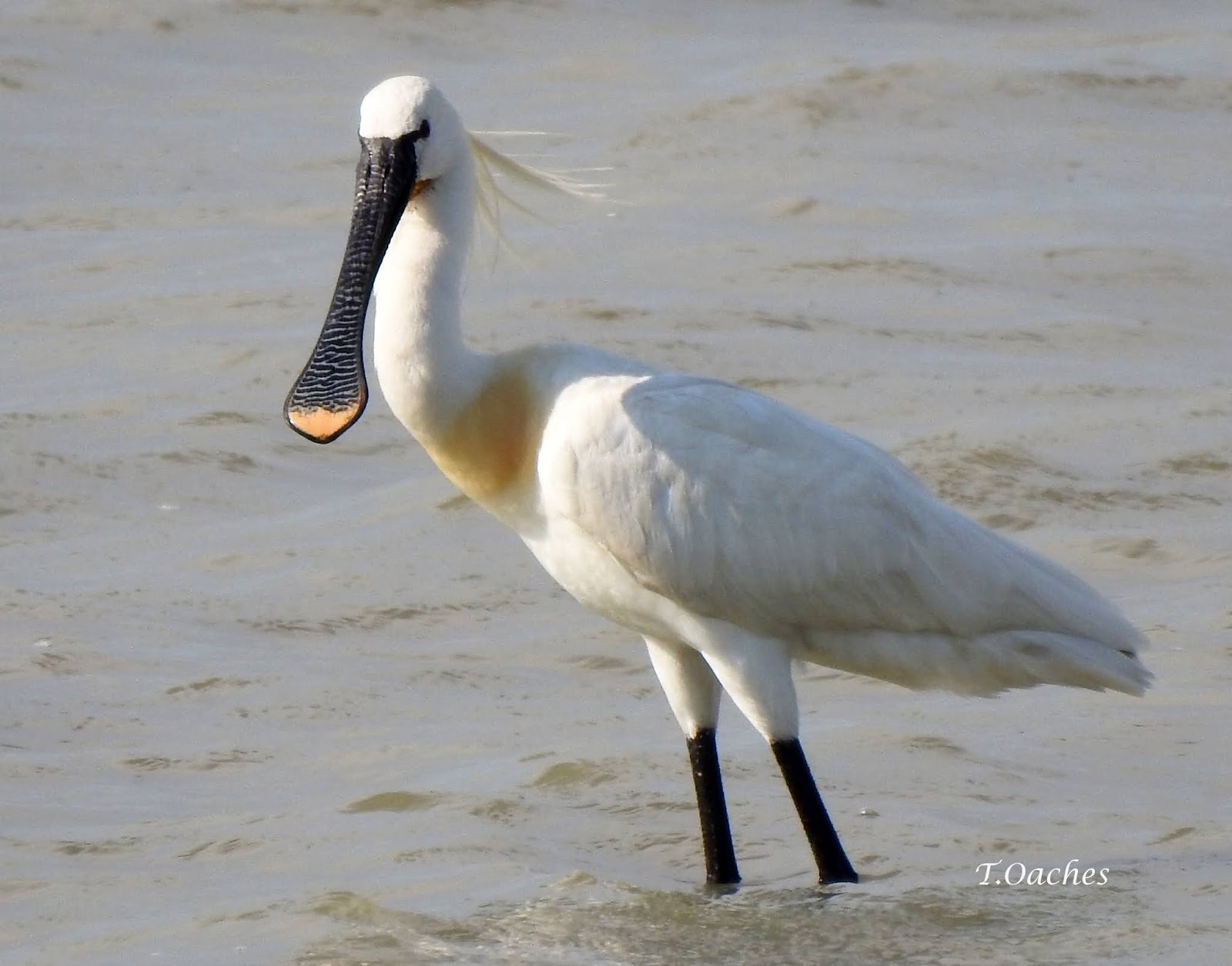 PASARI DIN ROMANIA: LOPATAR, Platalea leucorodia