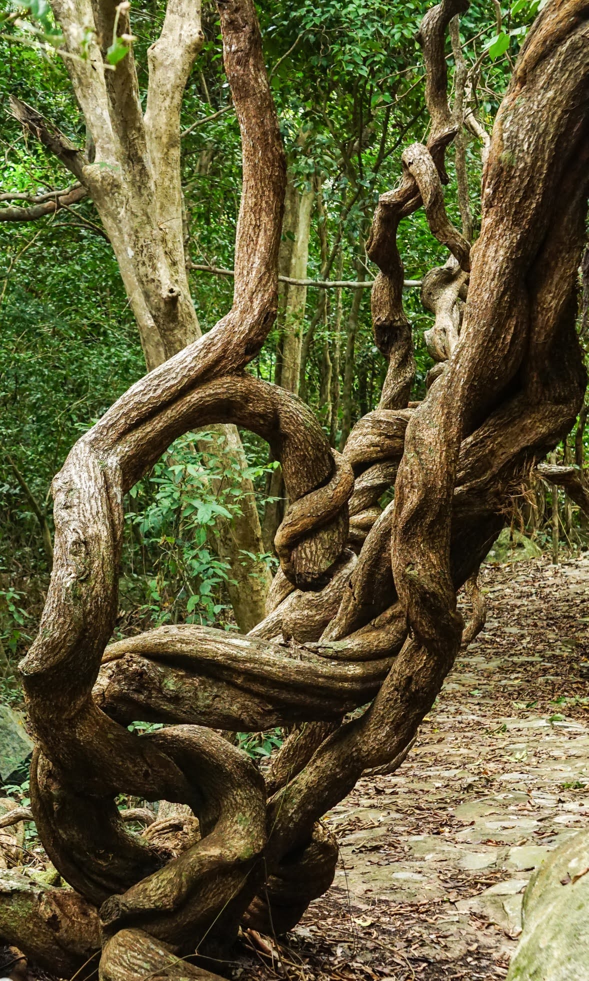 Entada phaseoloides (L.) Merr.