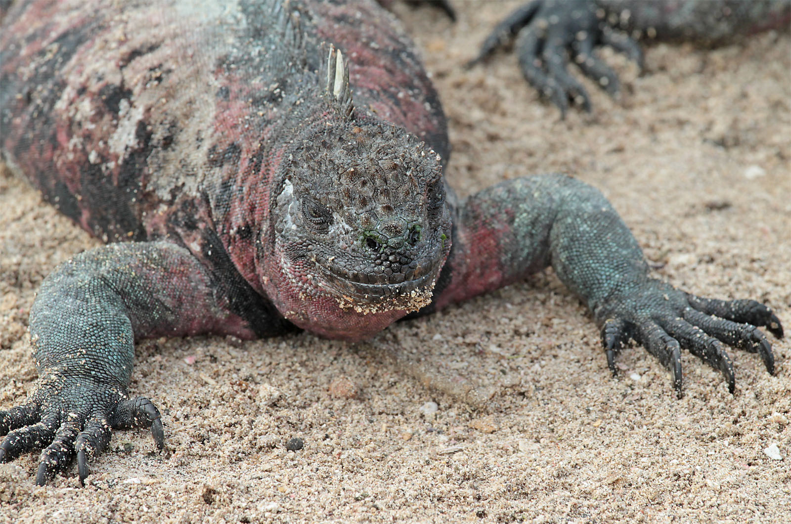 Rønnerdals O- og tur-blogg: Dagens rare dyr