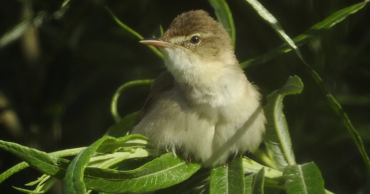 Midlands Birding Blog