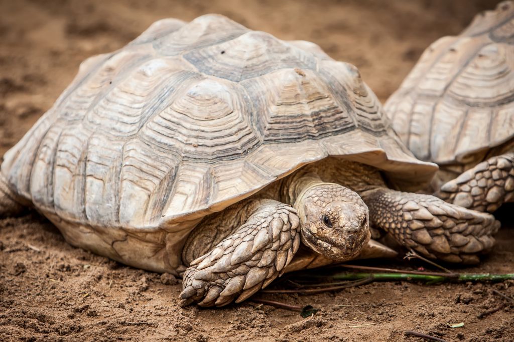 amazing facts of life: Fascinating and fun facts about tortoises