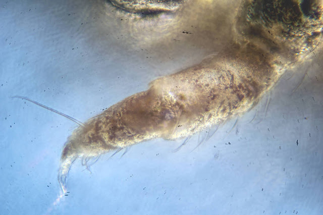 AJC Springtails: Order Poduromorpha