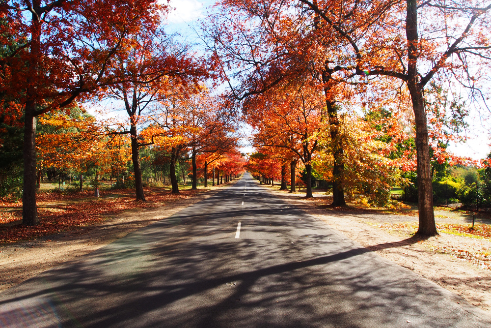 Joel Bramley Photography: Autumn in Mount Macedon