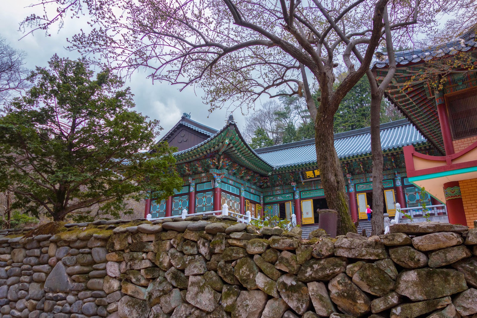 G'Day Korea: Cherry Blossoms and Donghaksa Temple