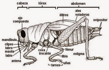 Insectos: Los Insectos