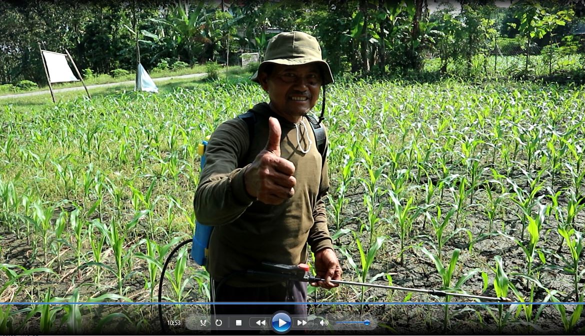 Cara Tanam Jagung Biaya Pupuk Murah Hanya 265 Ribu Menggunakan POC Hens ...