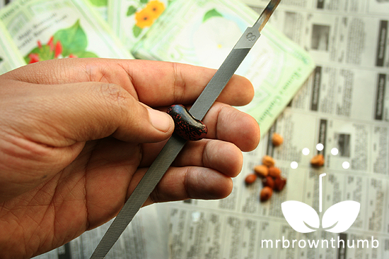 Seed Scarification, Seed Stratification & Seed Soaking : MrBrownThumb