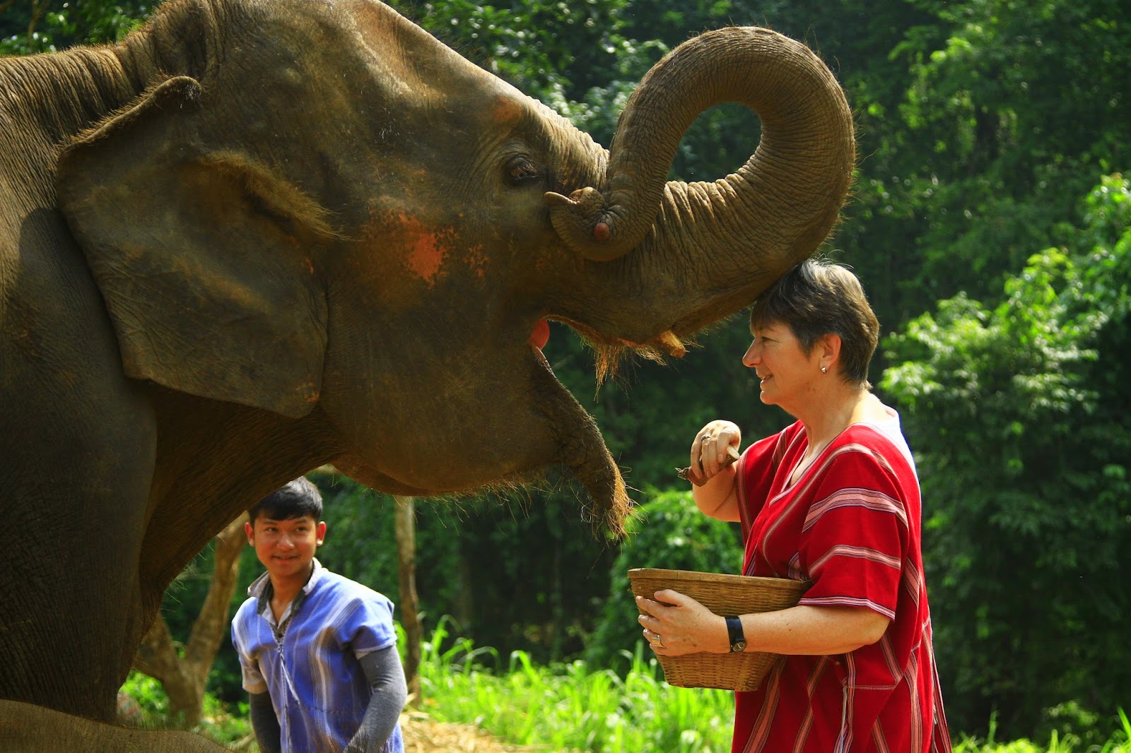 Chiangmai : INCURSION EN PACHYDERMIE...
